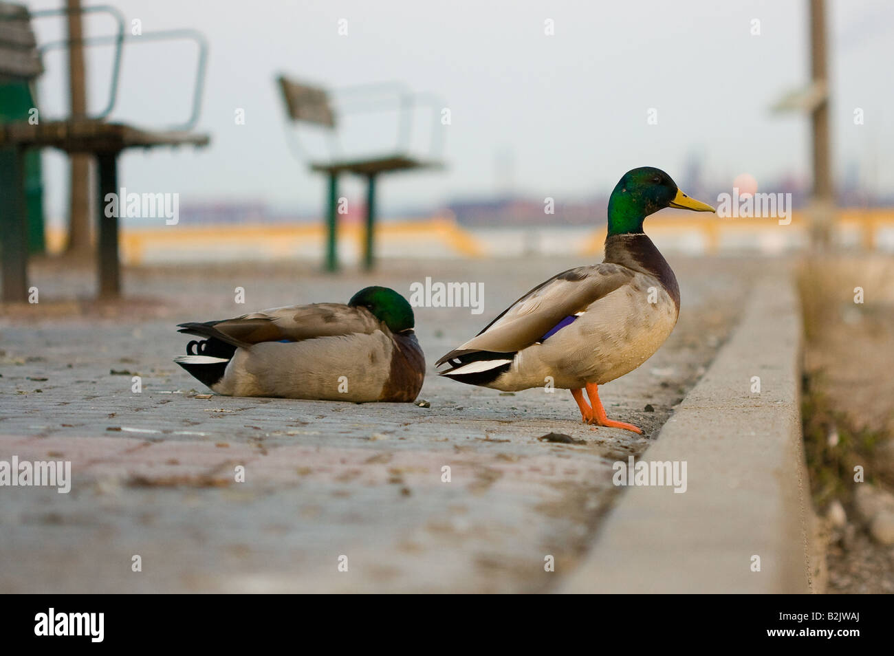 Two male mallard ducks at LaSalle Park in Burlington Ontario Stock ...