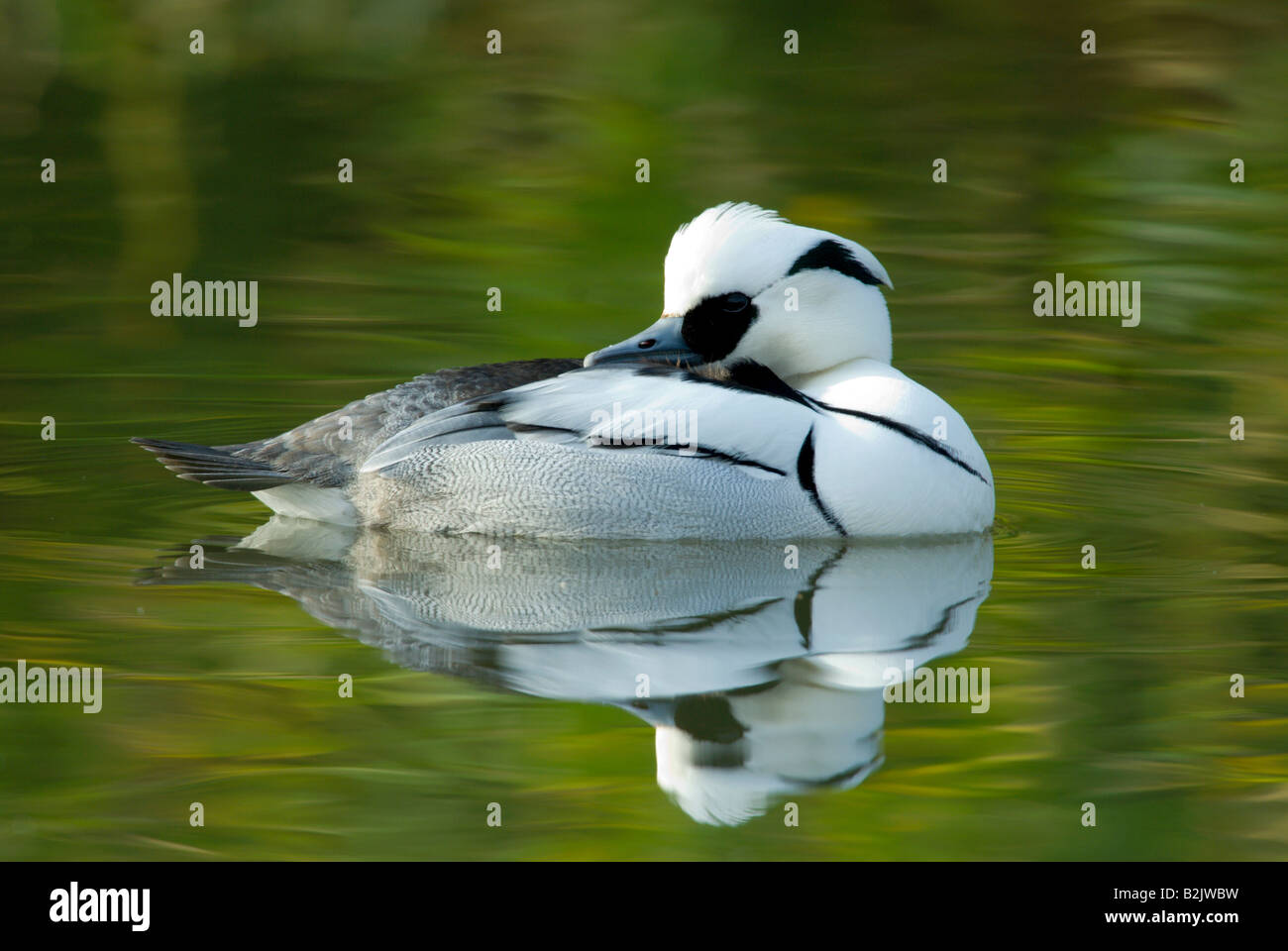 Smew drake hi-res stock photography and images - Alamy