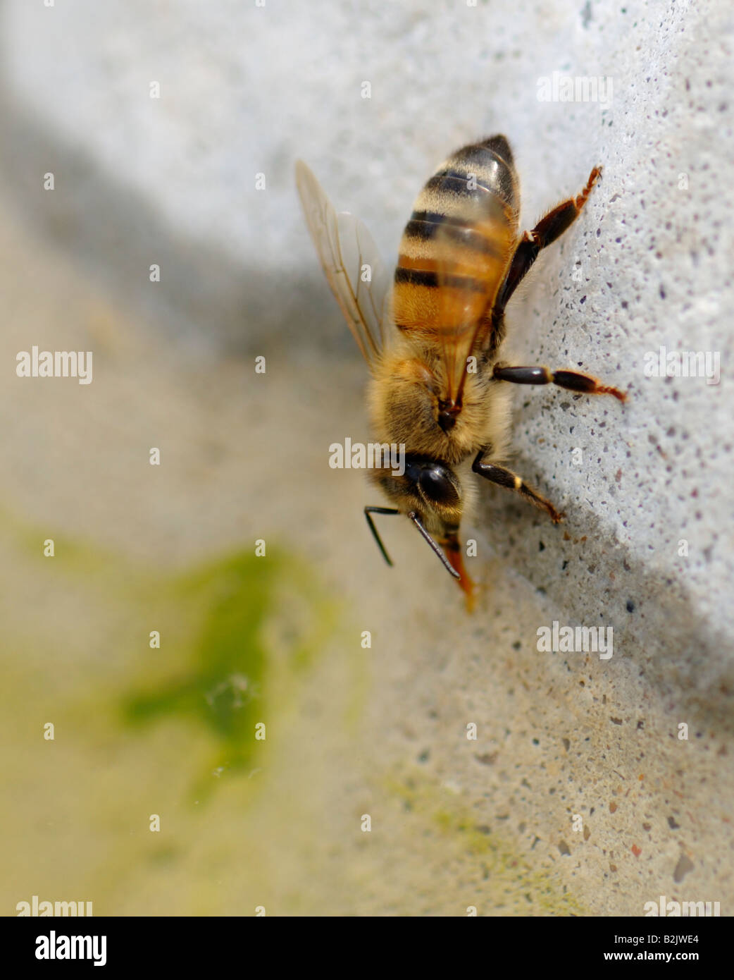Bee Drinking Water Stock Photos & Bee Drinking Water Stock Images - Alamy