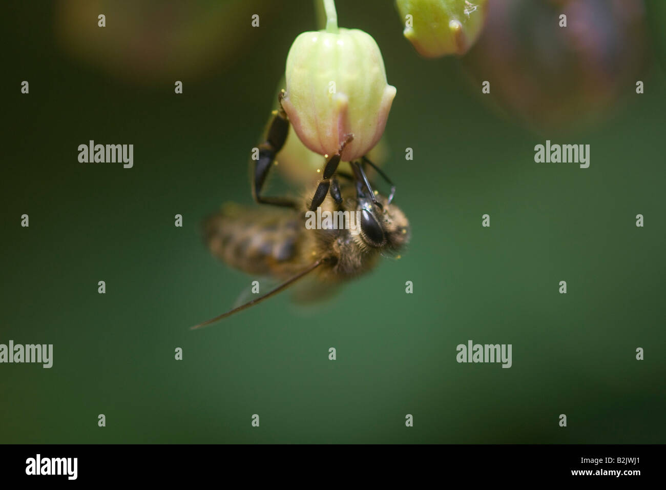 Single bee collecting pollen Stock Photo - Alamy