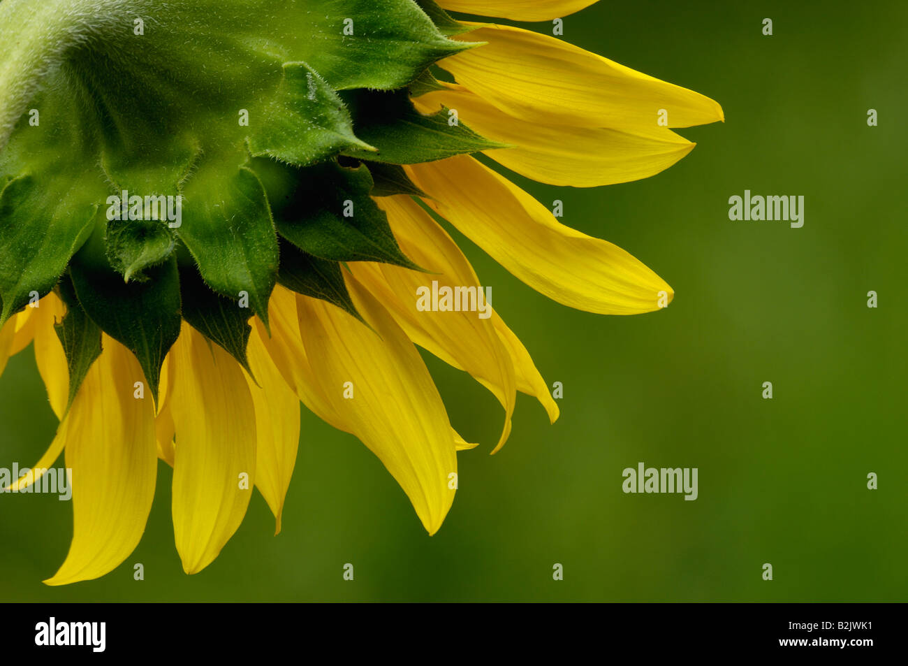 Close up Photo of the Back of a Sunflower Head Stock Photo - Alamy