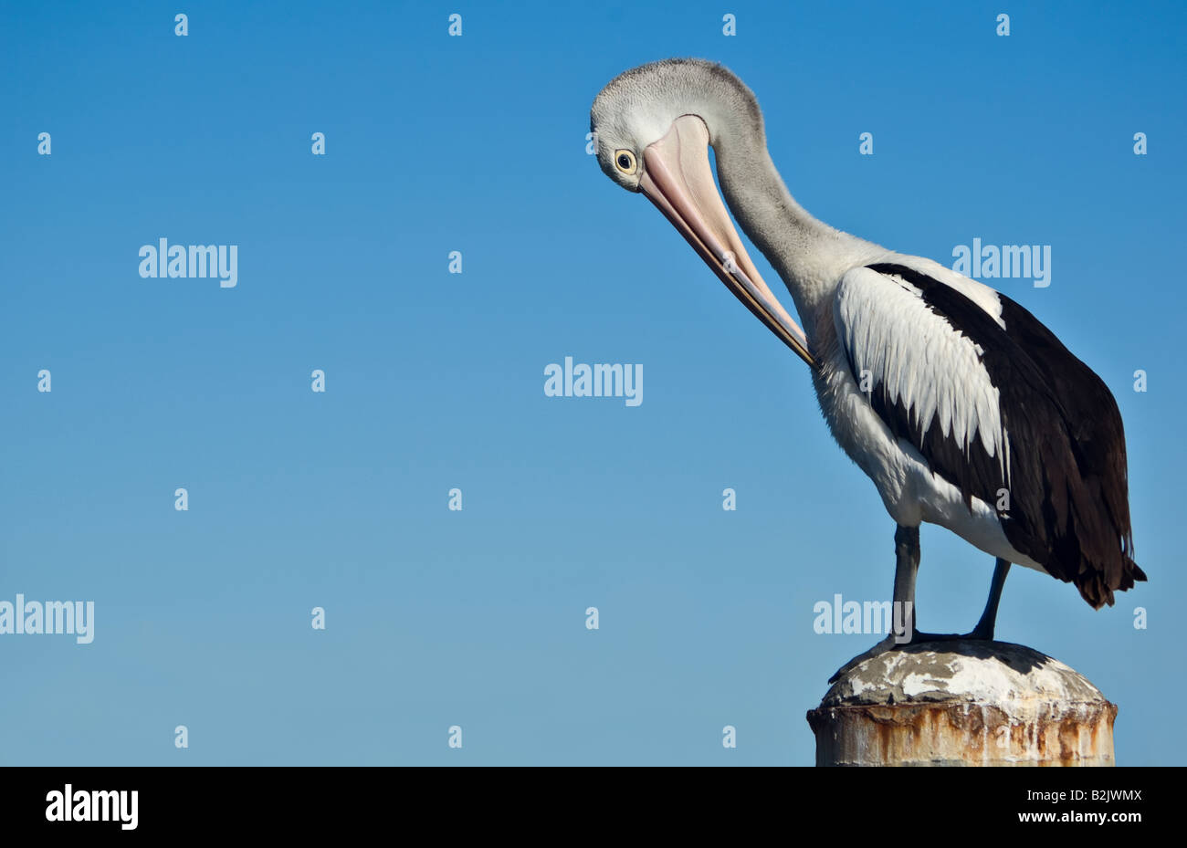 a beautiful pelican in front a blue sky Stock Photo - Alamy