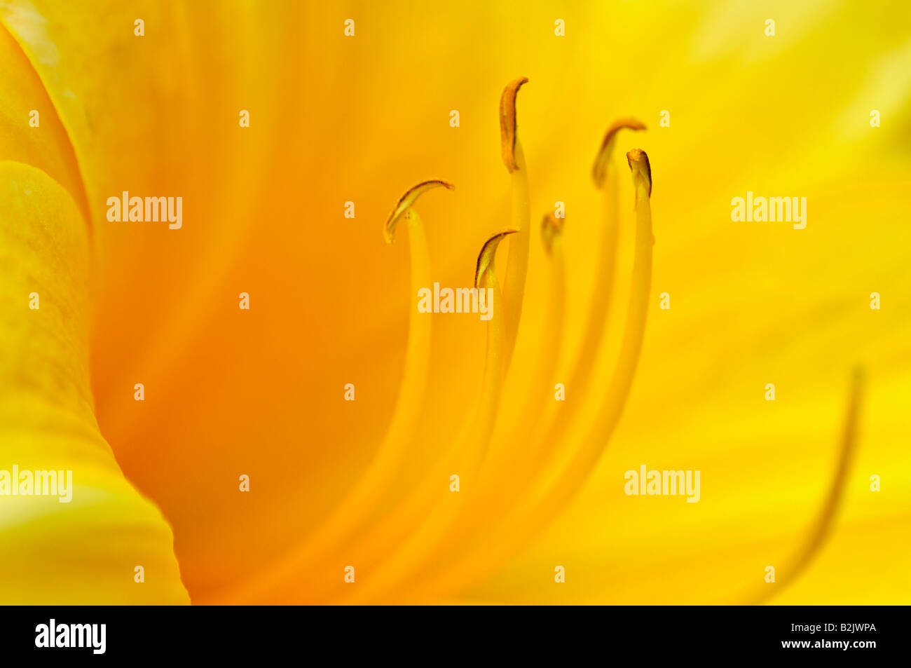 Up close stamen hi-res stock photography and images - Alamy