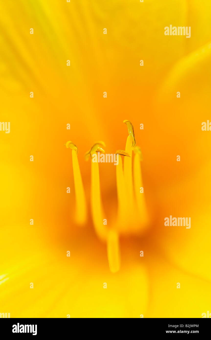 Lilly daylilly hi-res stock photography and images - Alamy