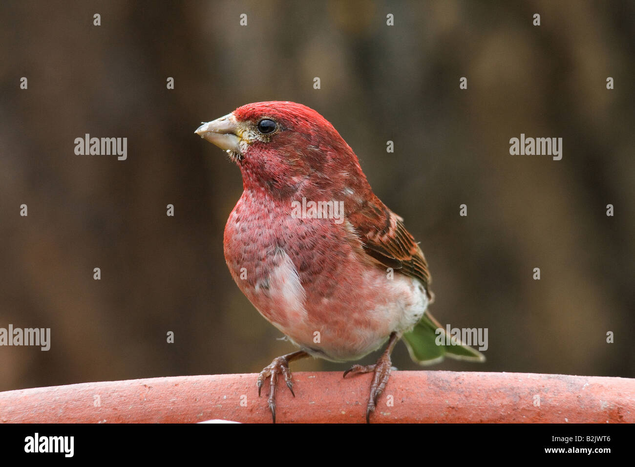 Red finch nest hi-res stock photography and images - Alamy