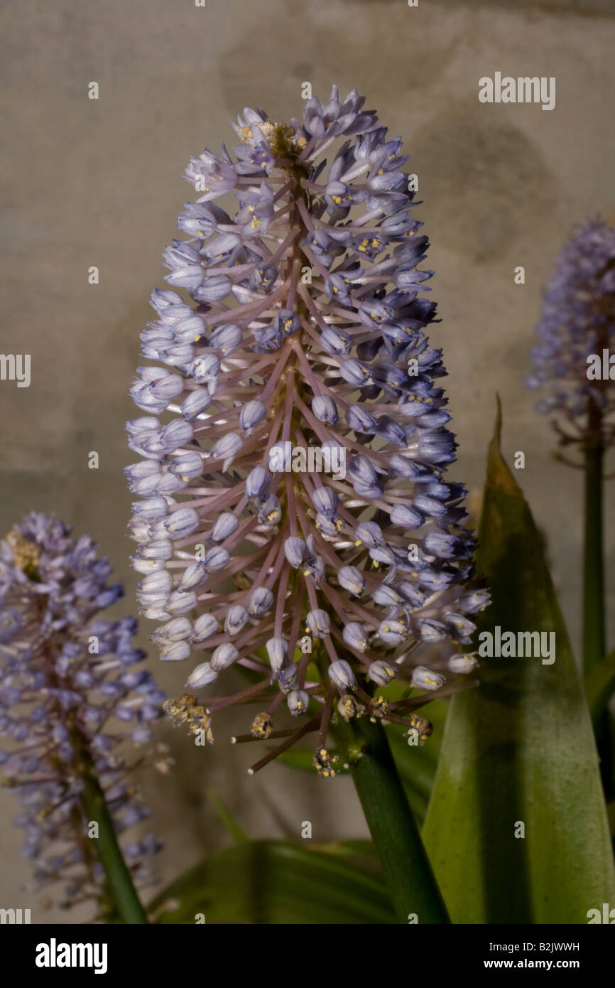 Blue spiky flower Stock Photo - Alamy