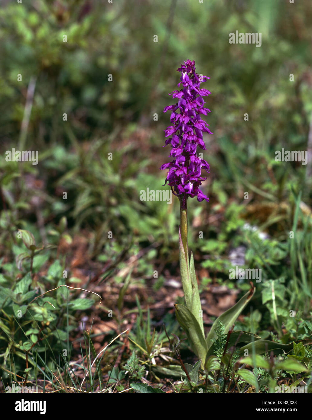 Orchidales hi-res stock photography and images - Alamy