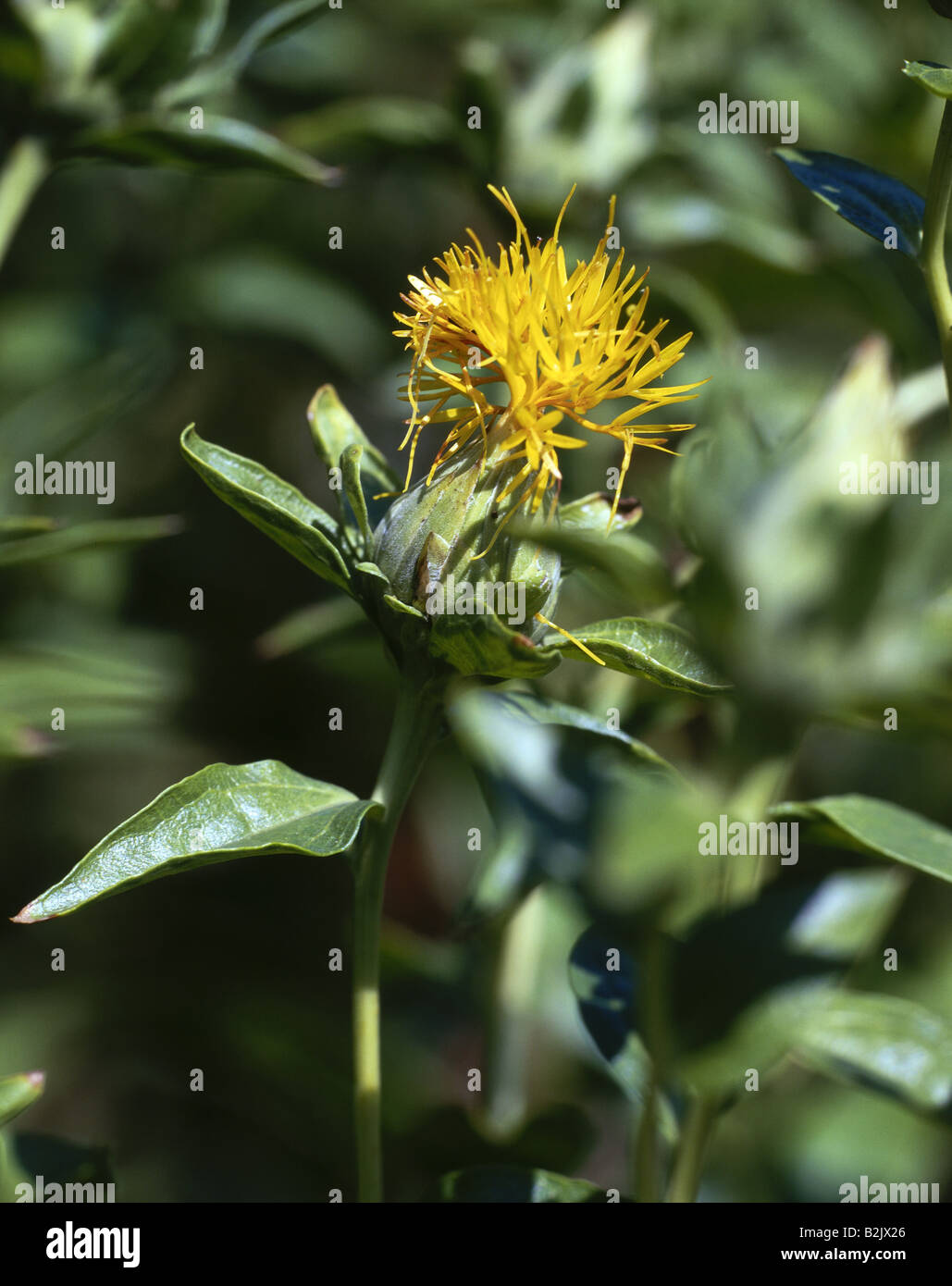 Silybum marianum oil hi-res stock photography and images - Alamy