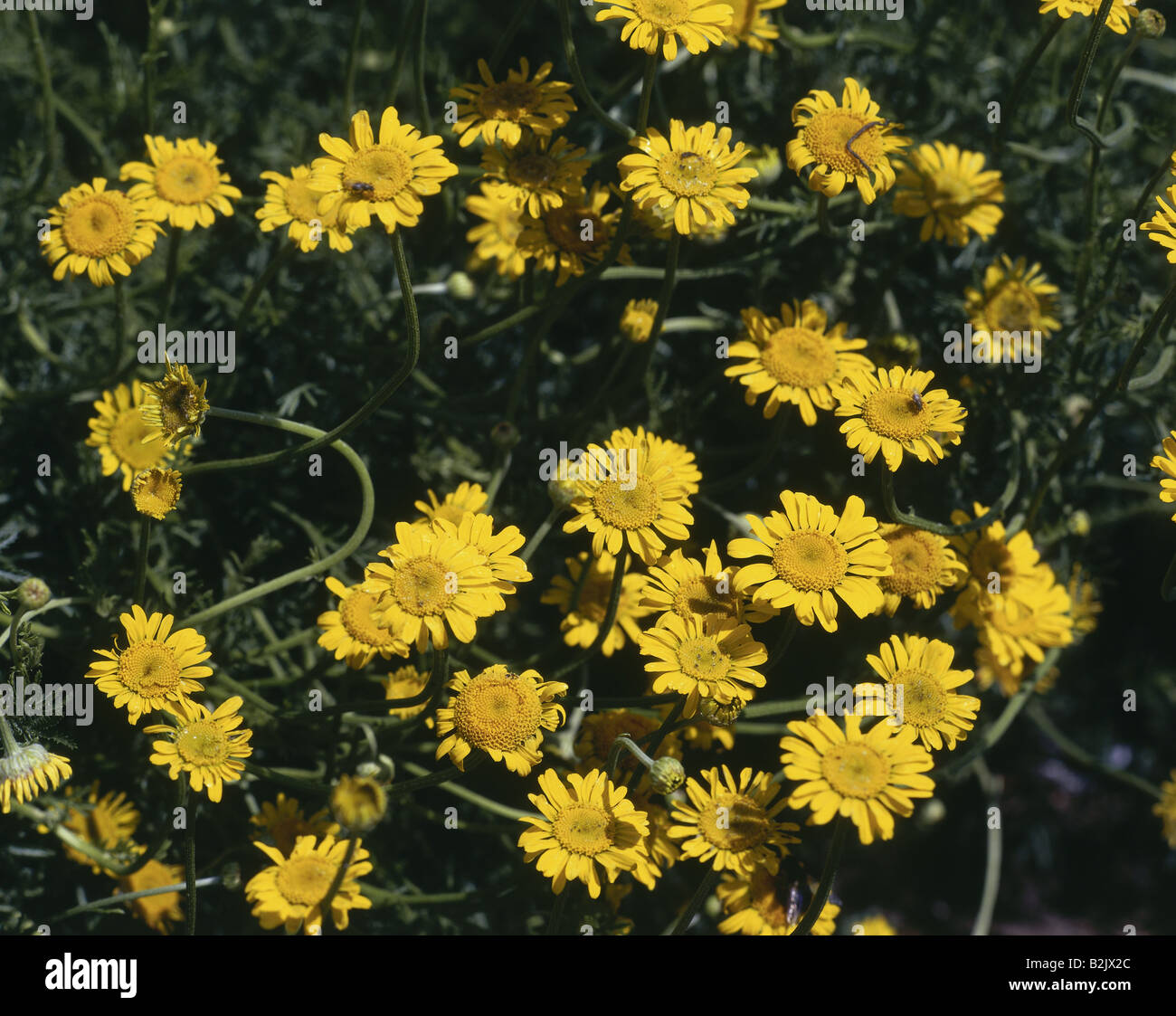 Botany sands hi-res stock photography and images - Alamy