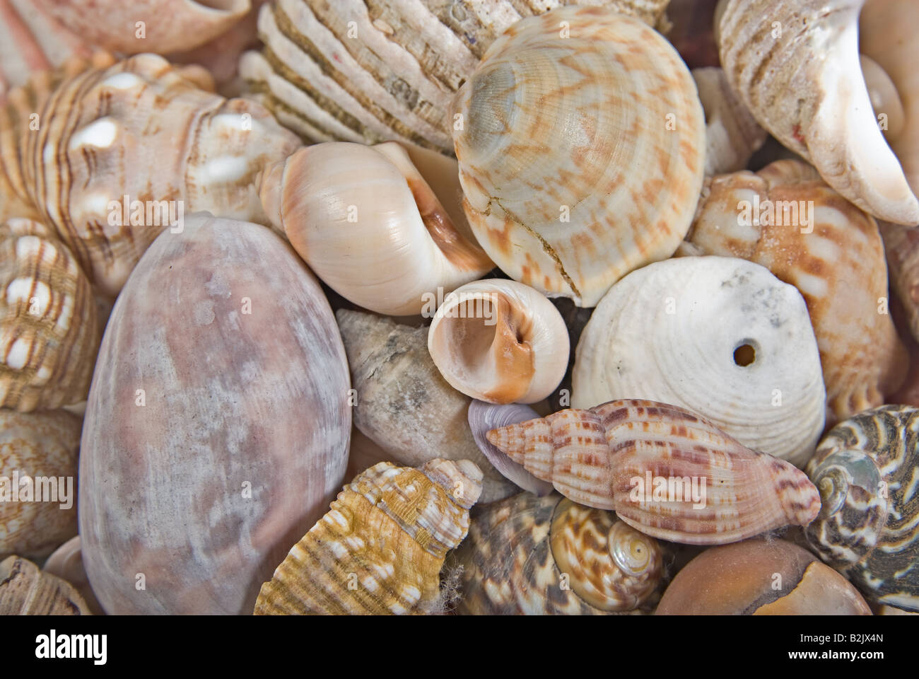 great image of a sea shell background Stock Photo - Alamy