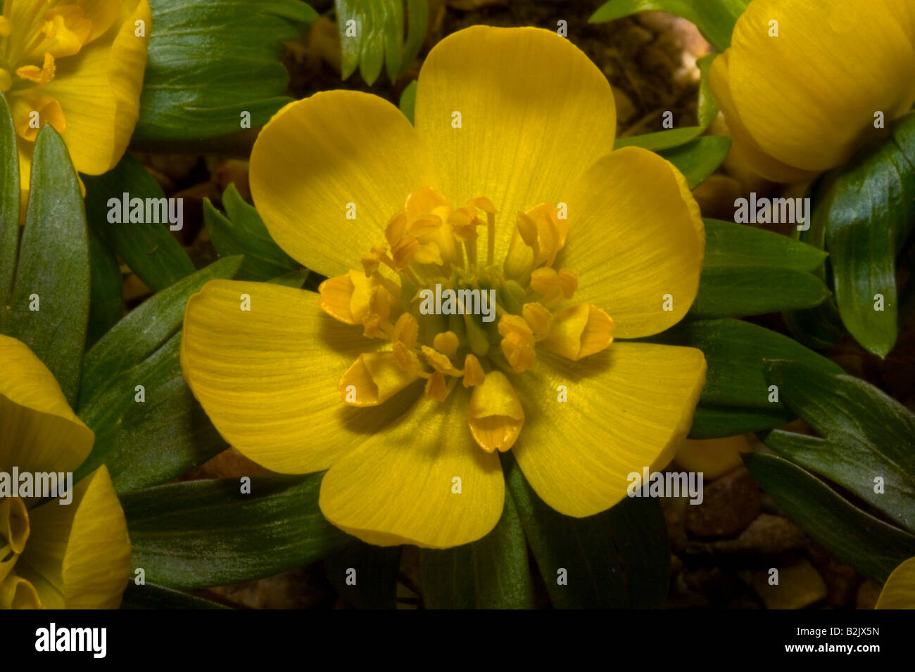 Buttercup flower hi-res stock photography and images - Alamy