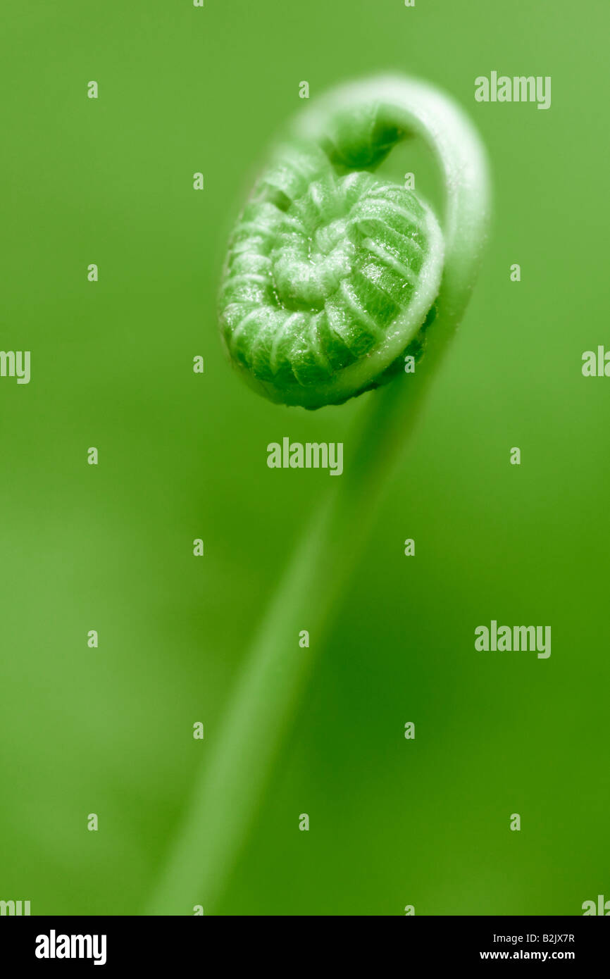 Sprouting fern hi-res stock photography and images - Alamy