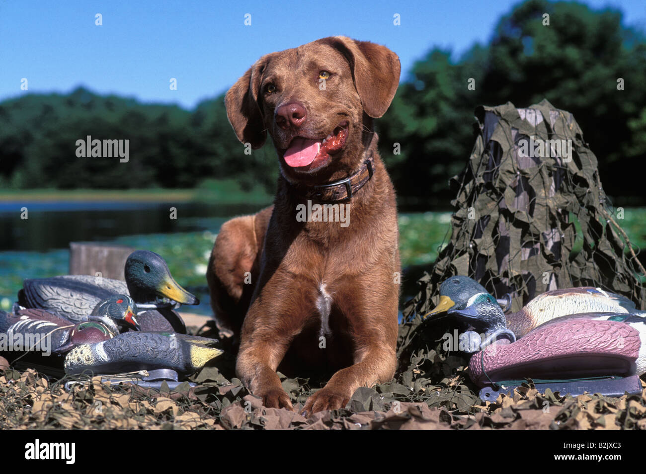 Camouflage netting hi-res stock photography and images - Alamy