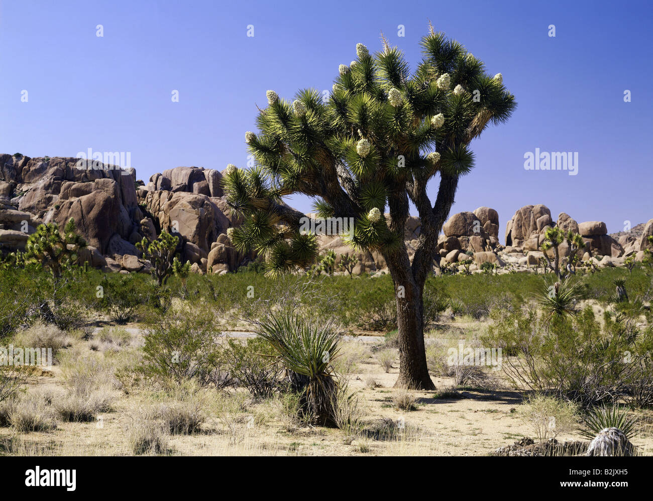 geography / travel, USA, California, landscapes, Joshua Tree National ...