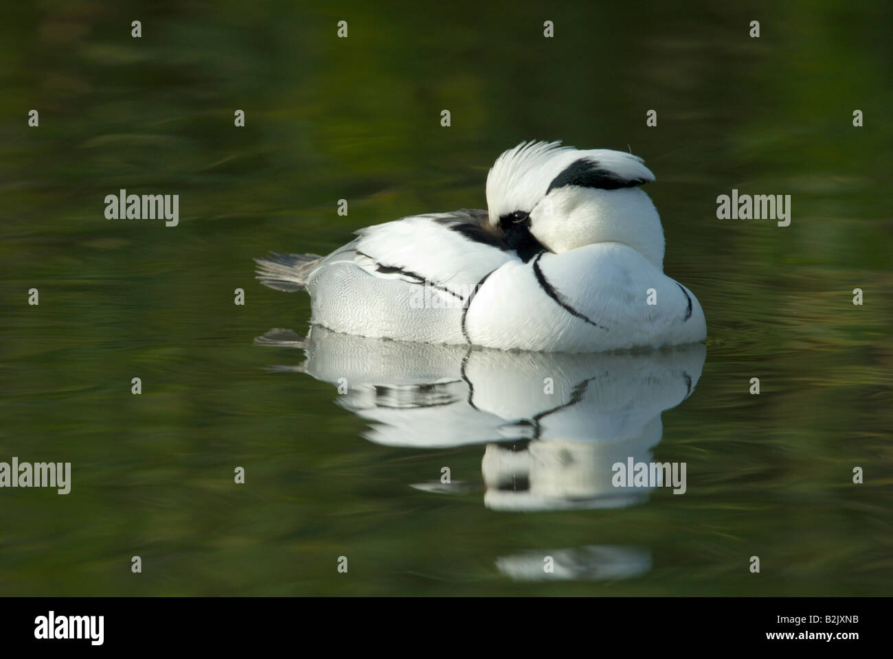 Smew hi-res stock photography and images - Alamy