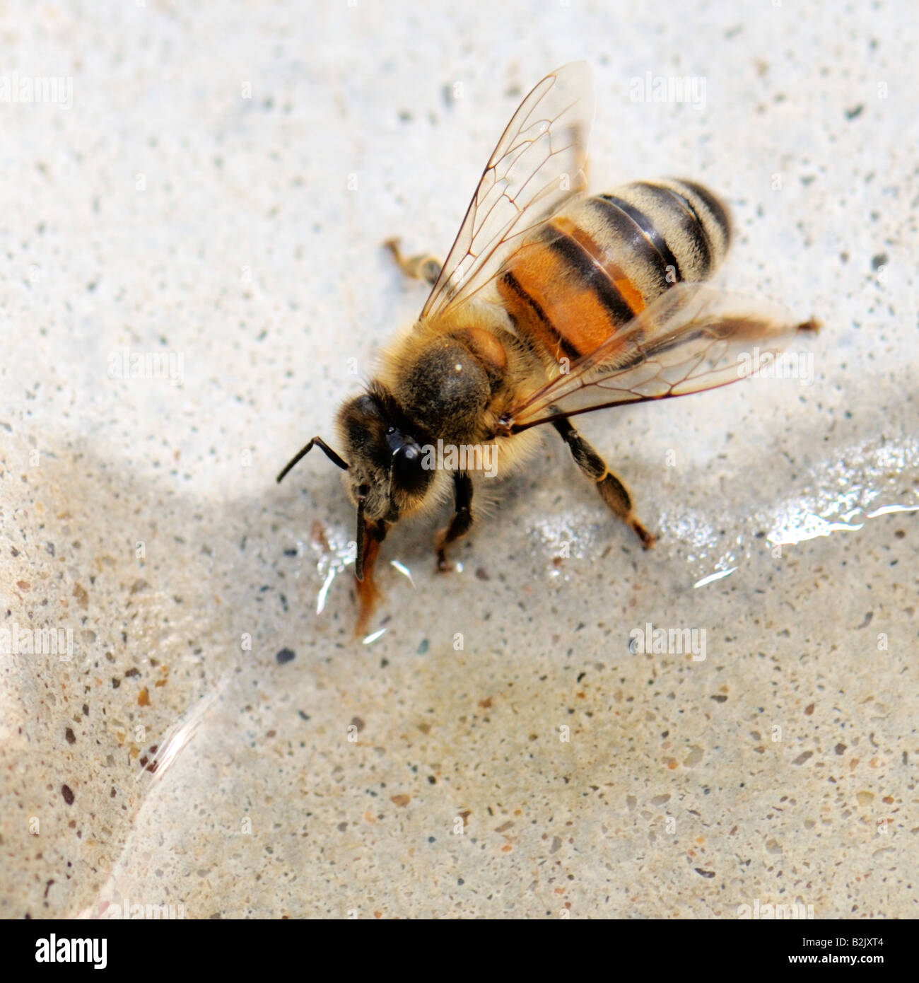 Bee Drinking Water Stock Photos & Bee Drinking Water Stock Images - Alamy