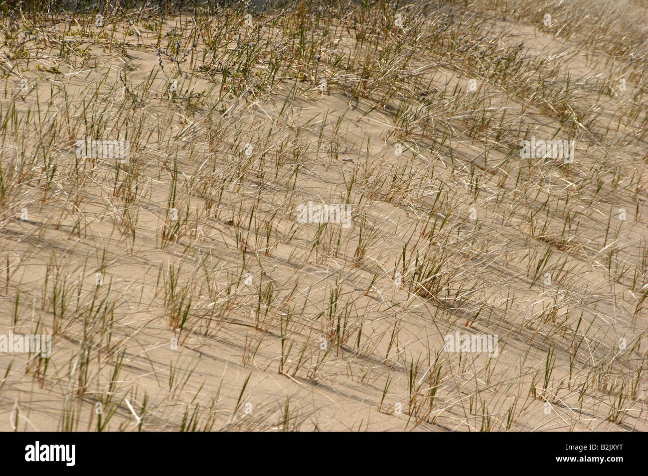 Beach grasses on the shoreline of Lake Superior in Upper Michigan Stock ...