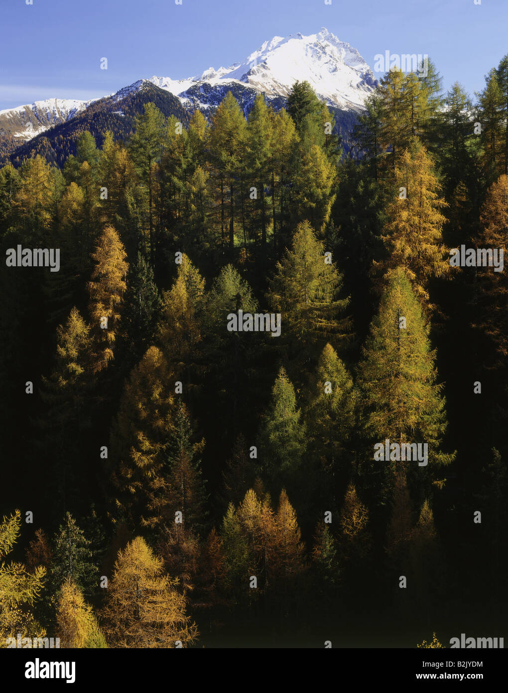 Albula range hi-res stock photography and images - Alamy