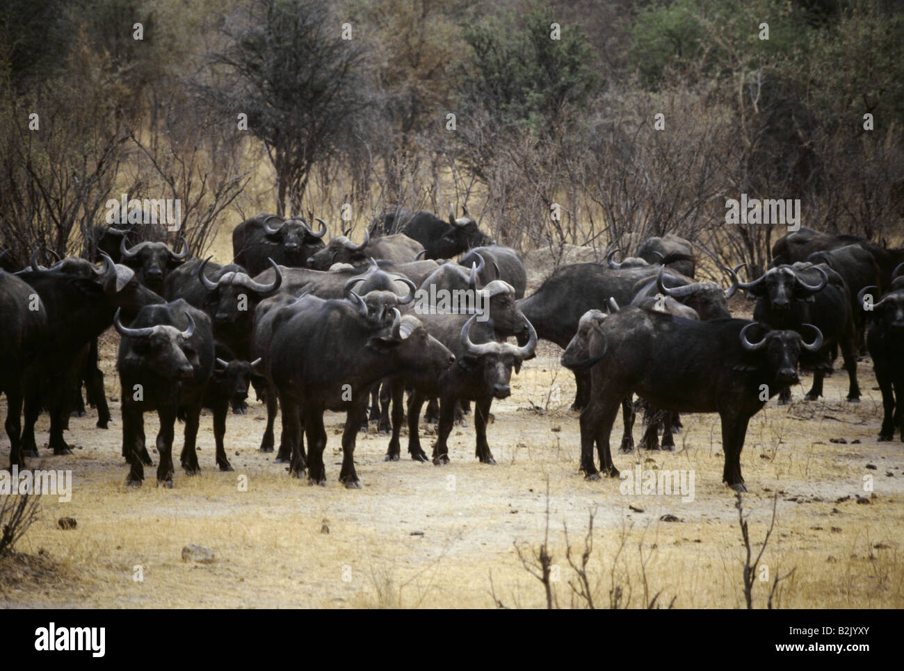 zoology / animals, mammal / mammalian, Bovidae, African Buffalo ...