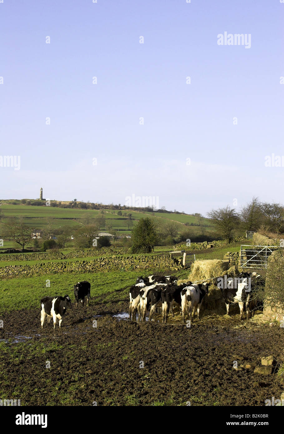 English dairy farmer hi-res stock photography and images - Alamy