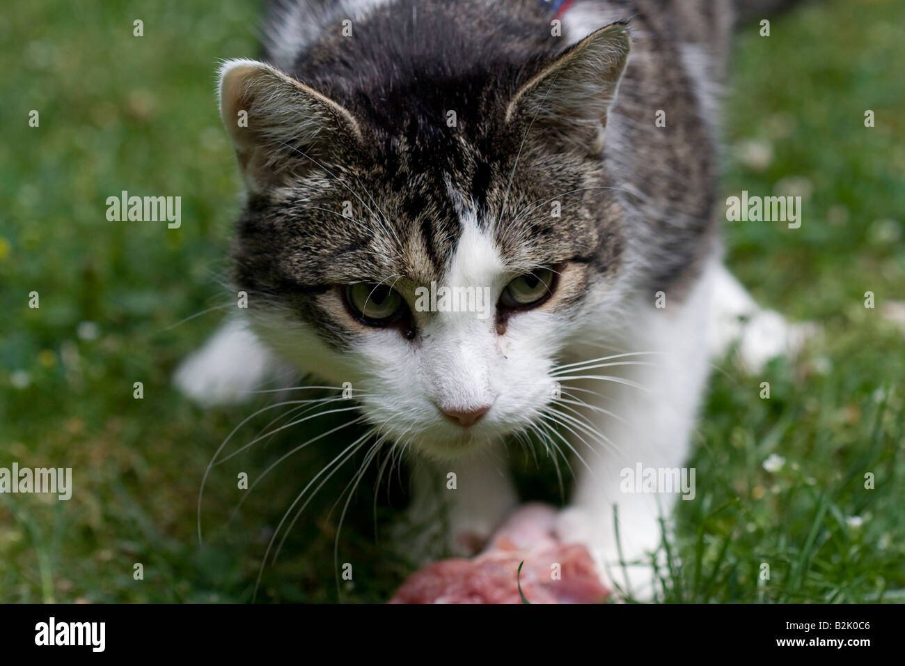 Feral cat foraging food hi-res stock photography and images - Alamy