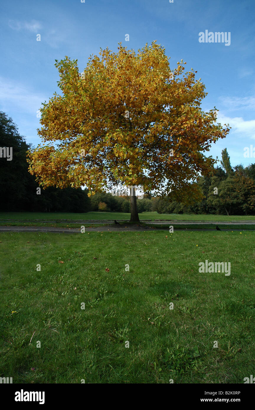 Single tree in fall colors Stock Photo - Alamy