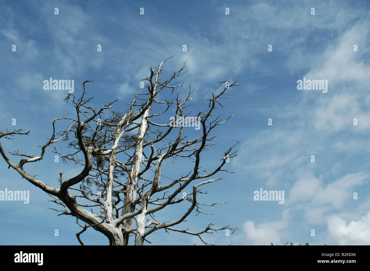 Dead tree branches and sky Stock Photo - Alamy
