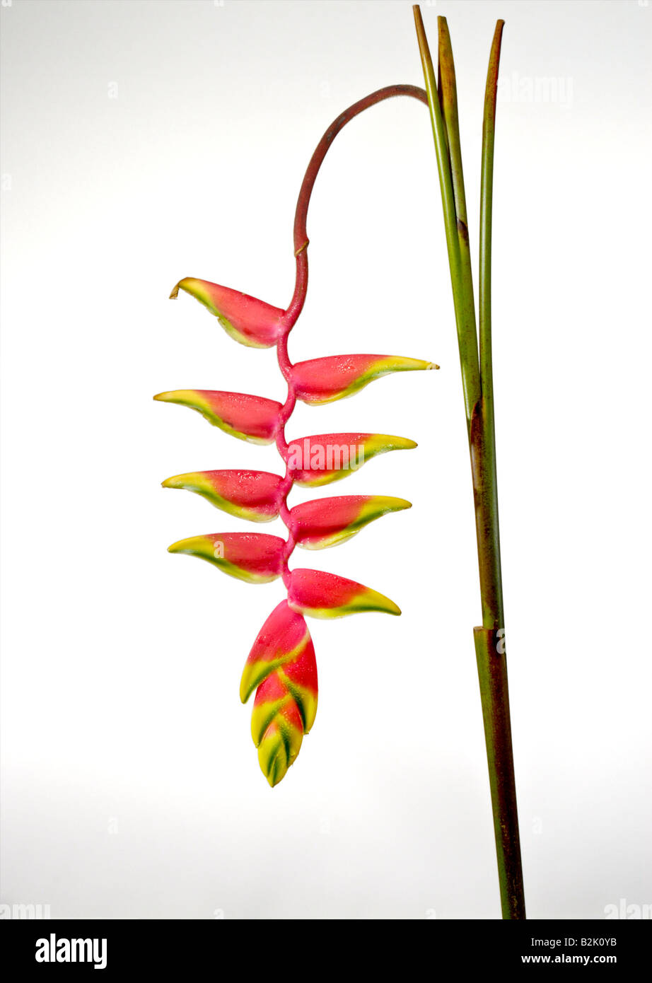 hanging HELICONIA CARIBEA DUTCH on white background lobster flower ...