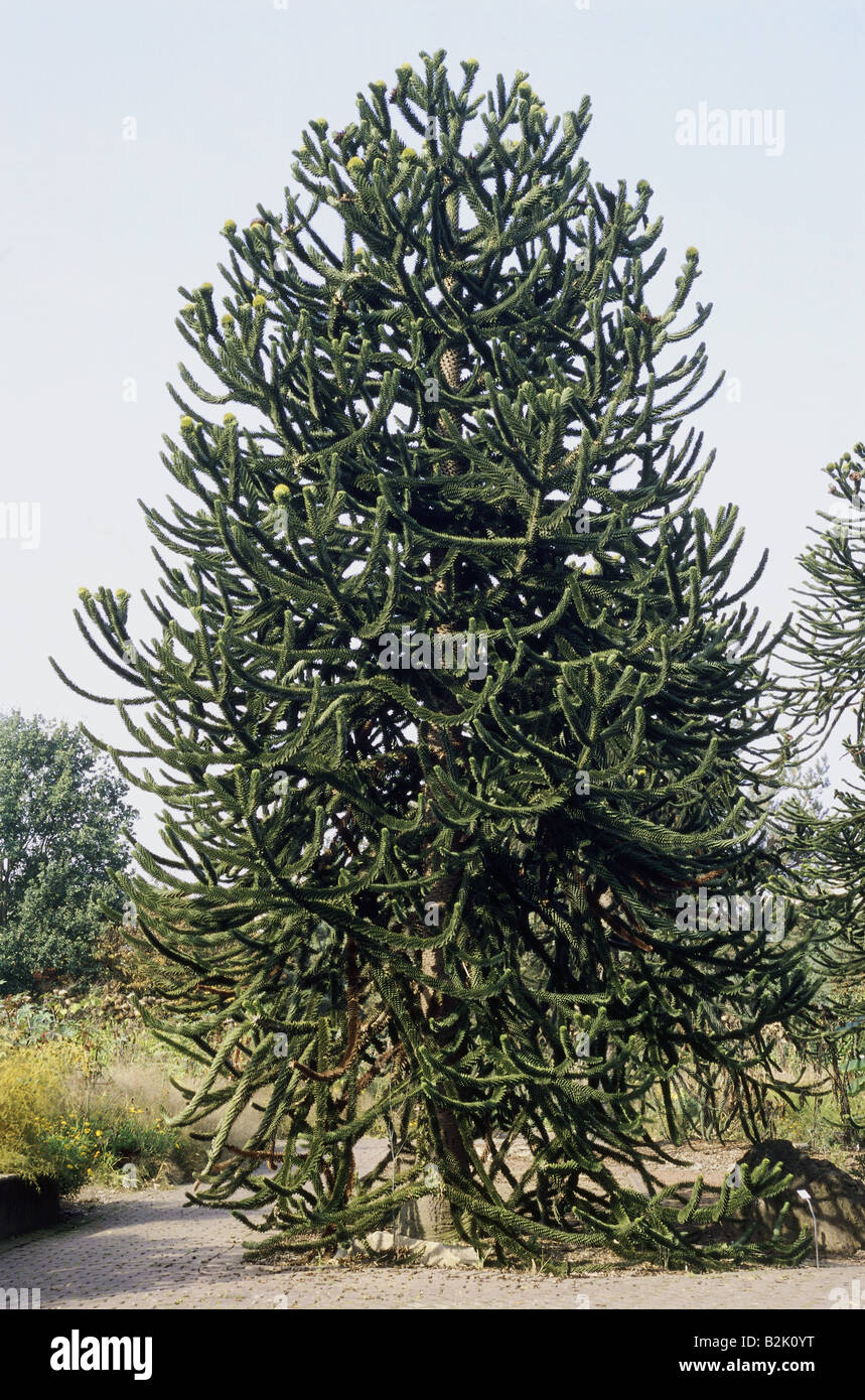 botany, trees, Araucaria, Monkey-puzzle (Araucaria araucana), tree ...
