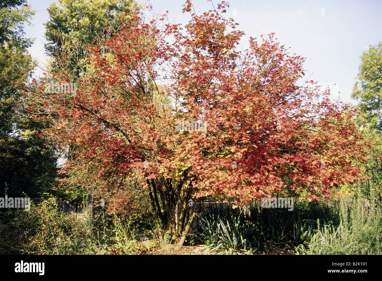 Wayfaring tree viburnum lantana hi-res stock photography and images - Alamy