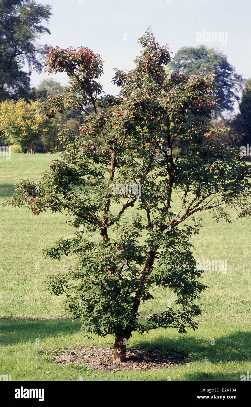 botany, Acer, Paperbark Maple (Acer griseum), tree on meadow ...