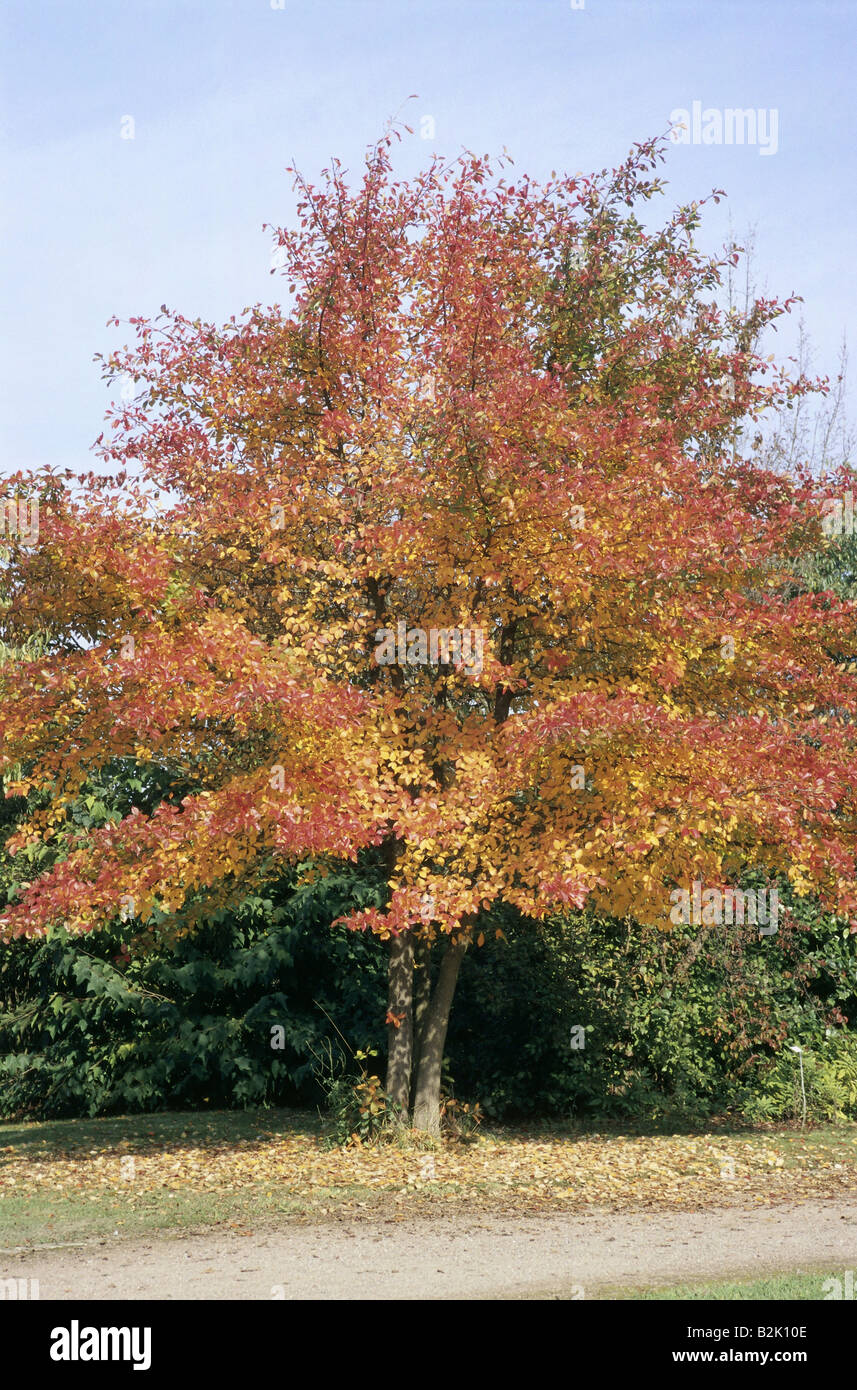 botany, dogwood (Cornaceae), tupelos (Nyssa), tree on meadow ...