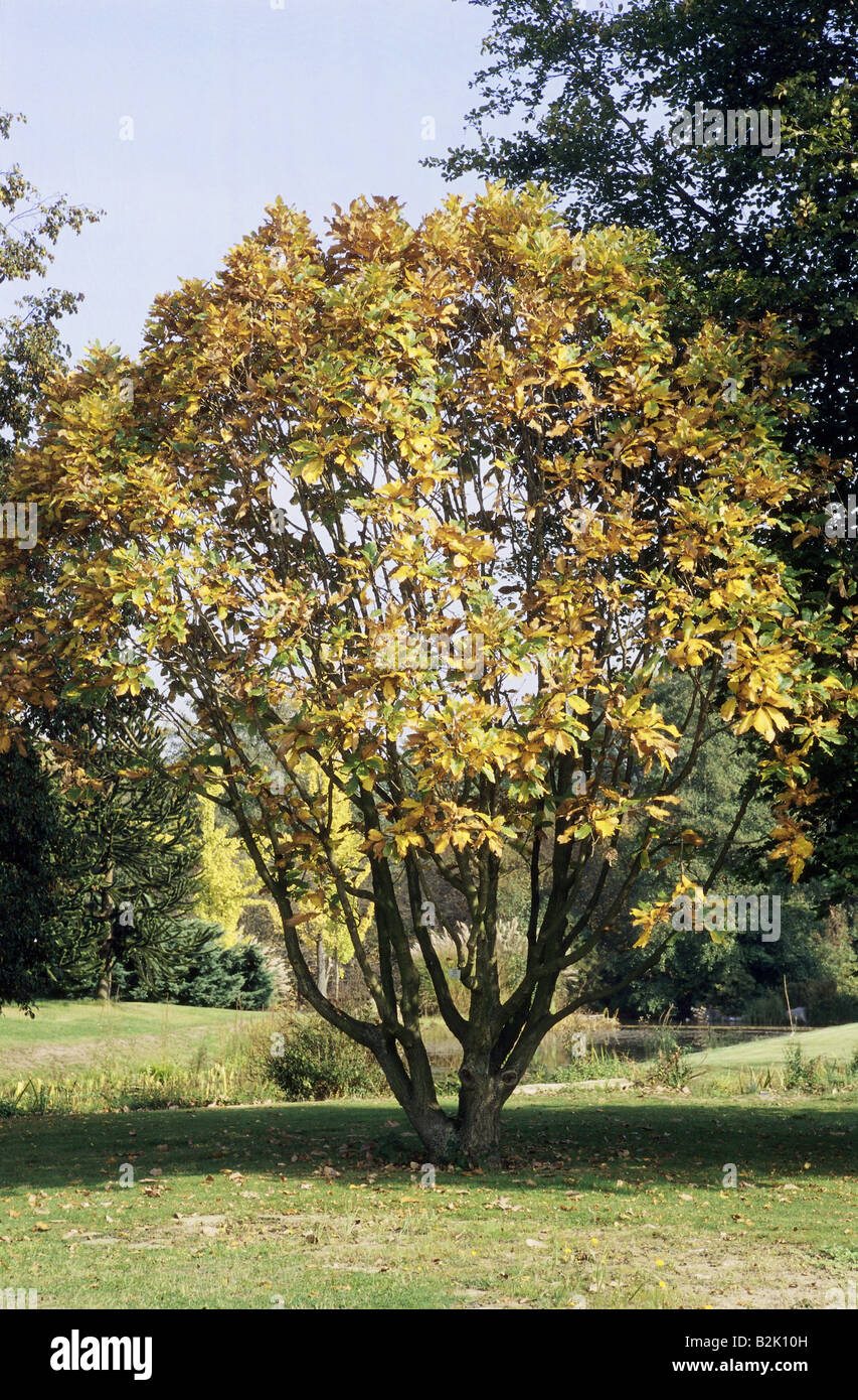 botany, oak (Quercus), Armenian oak (Quercus pontica), tree in meadow ...
