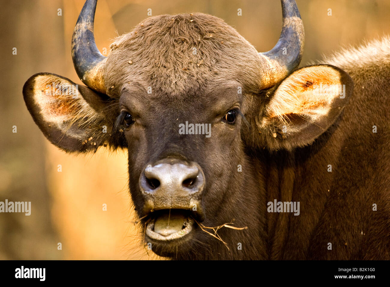 Head shot of a Gaur or Indian Bison in Kanha national park Stock Photo ...