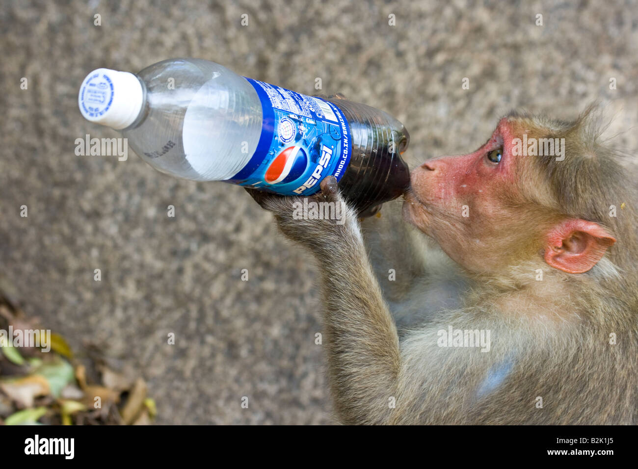 Macaque Monkey Drinking Pepsi from a Plastic Bottle in Mamallapuram ...