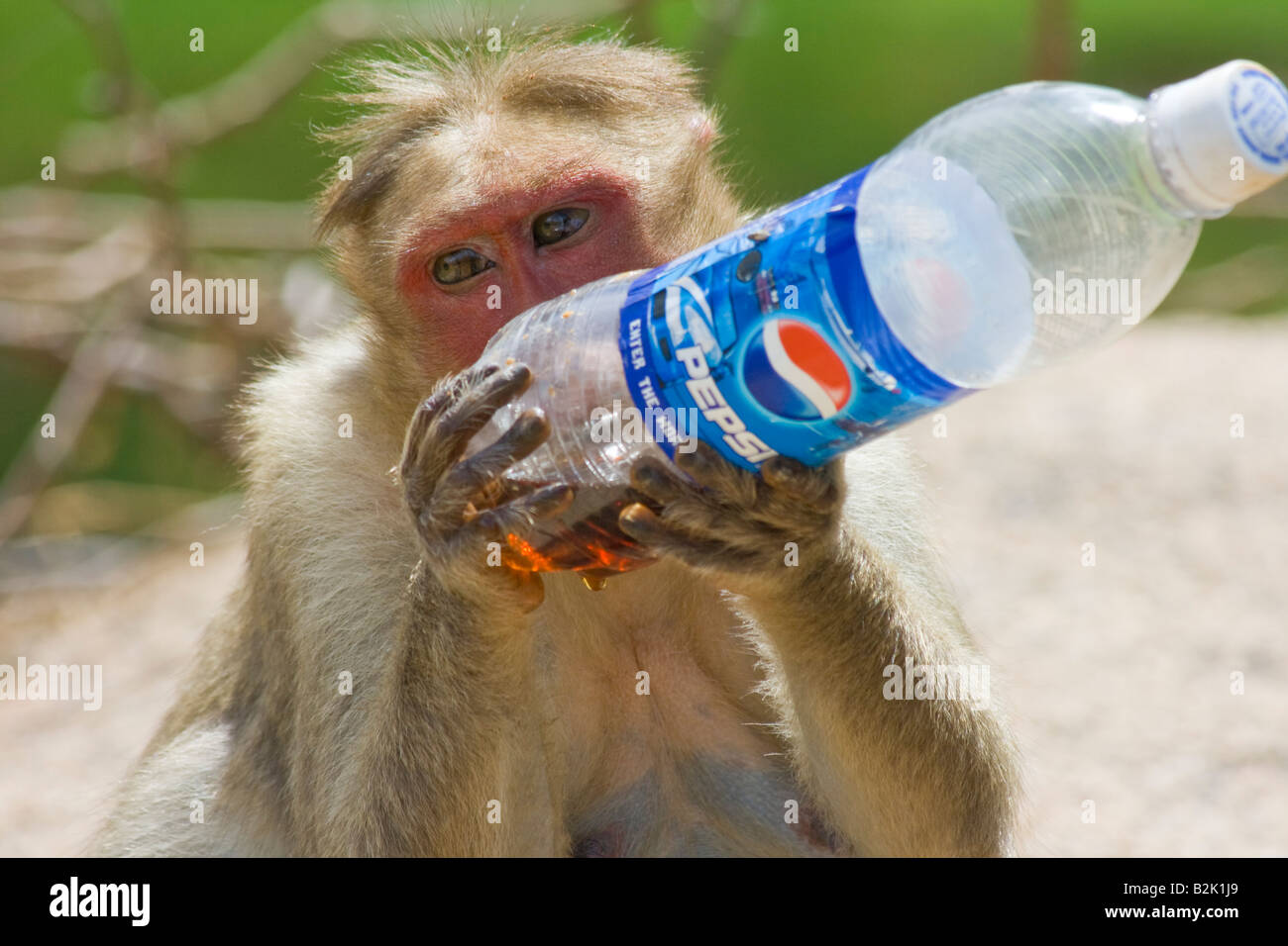 Macaque Monkey Drinking Pepsi from a Plastic Bottle in Mamallapuram ...