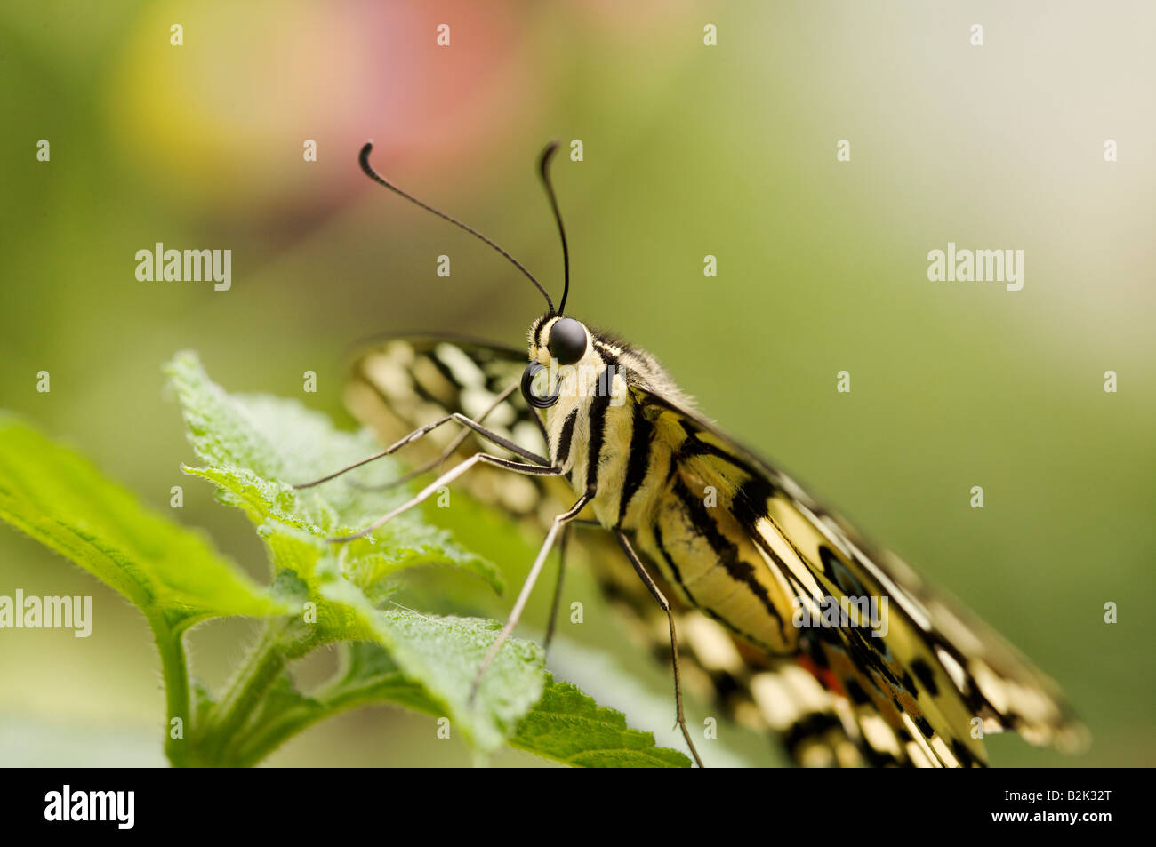 close up portrait of yellow butterfly Stock Photo - Alamy