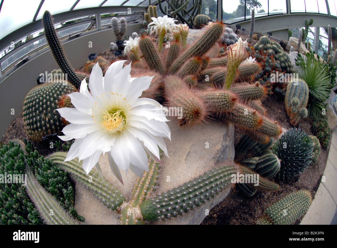 Flowering cactus in the Princess of Wales Conservatory, Kew Gardens ...