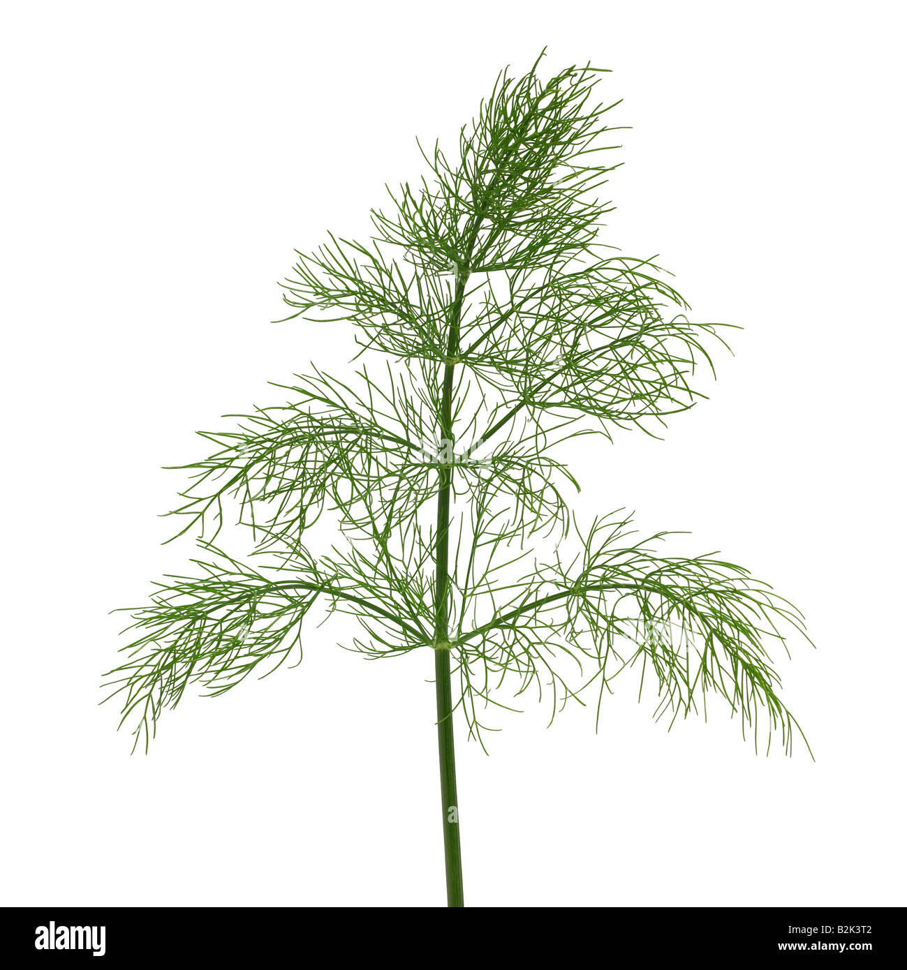 Fennel sprig hi-res stock photography and images - Alamy