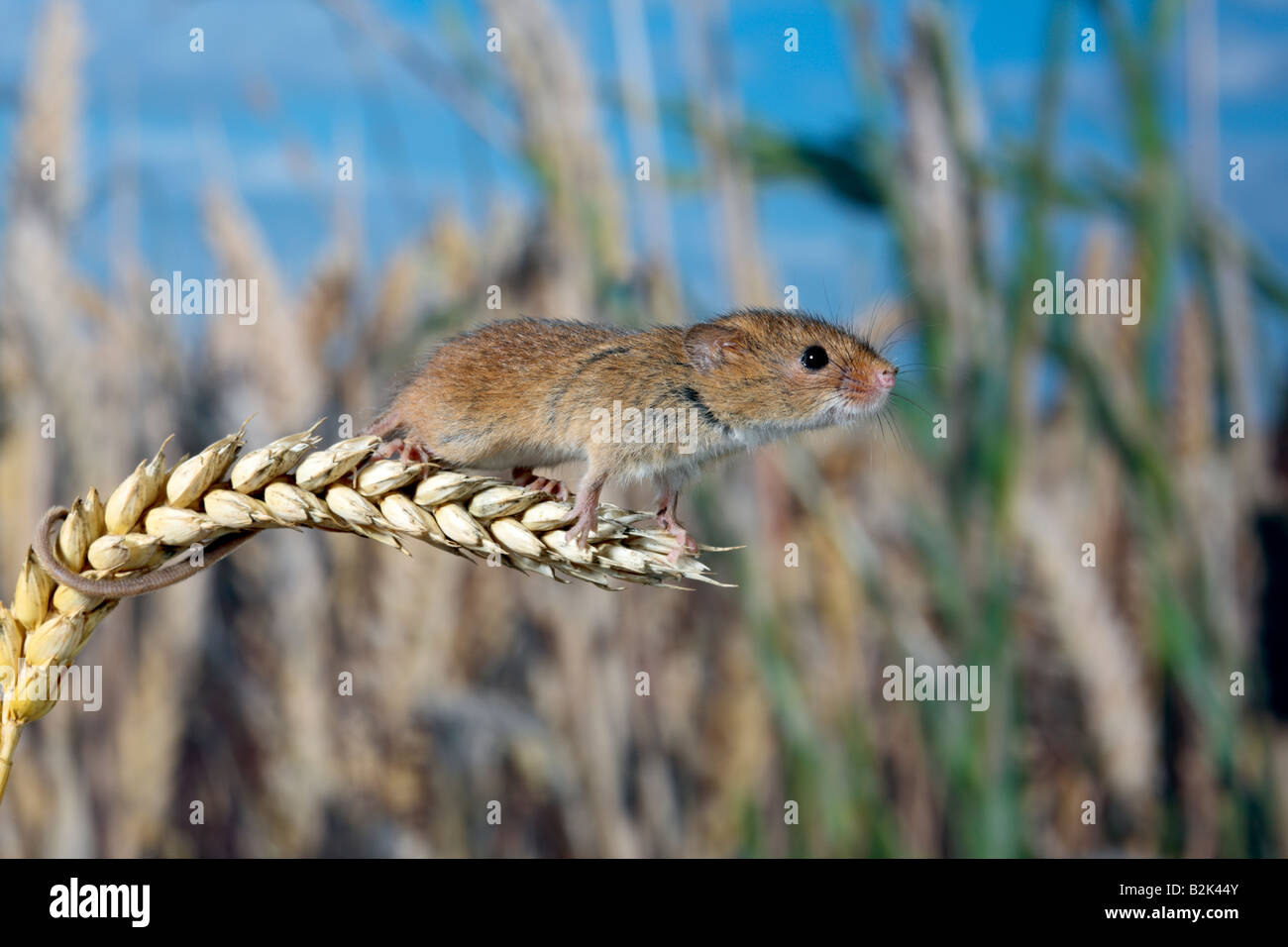 Harvest mouse image hi-res stock photography and images - Alamy