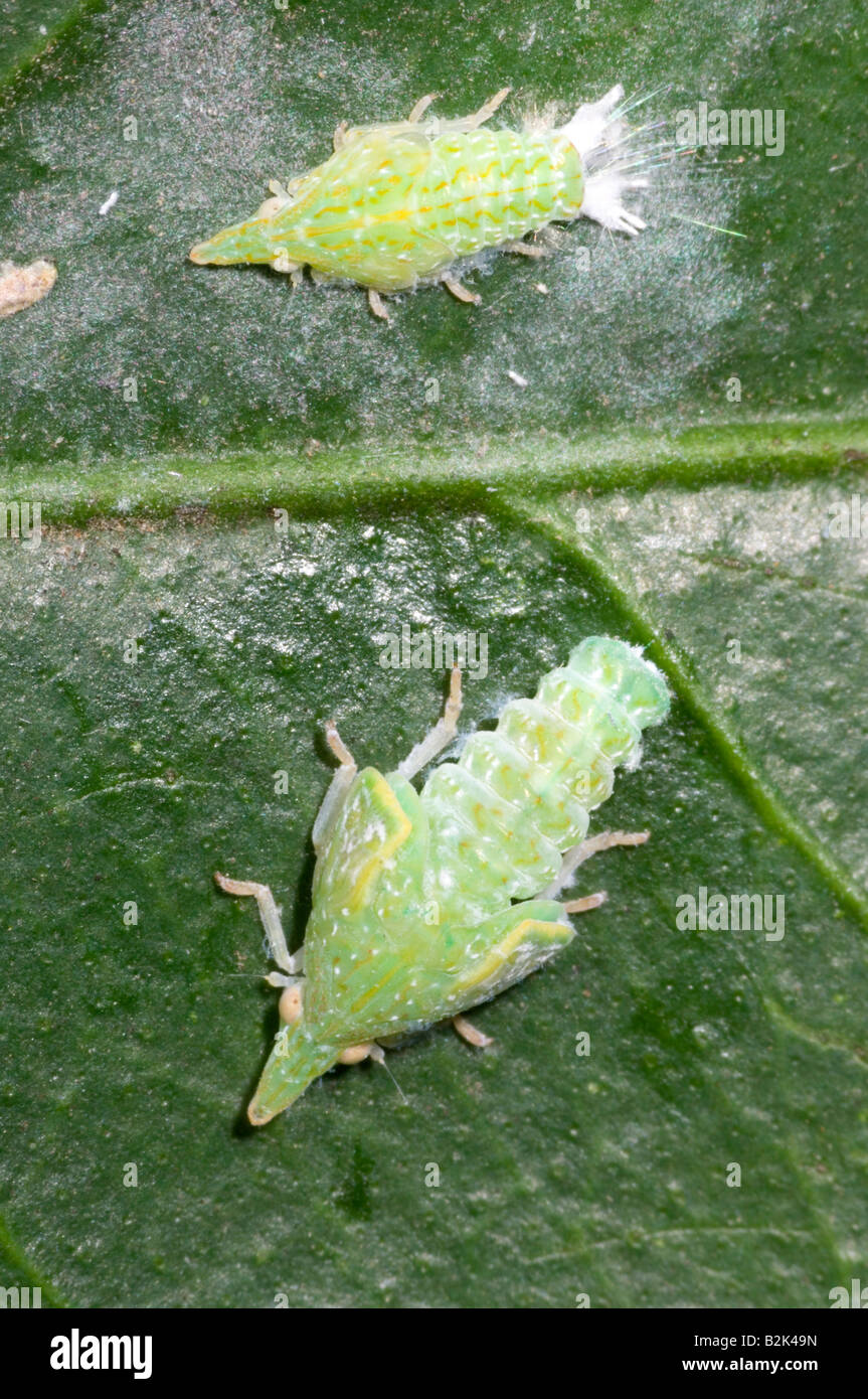 Flatid planthopper nymphs Stock Photo - Alamy