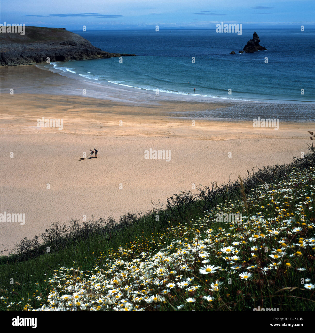 Broadhaven Beach at Bosherston, with daisies in foreground and couple ...