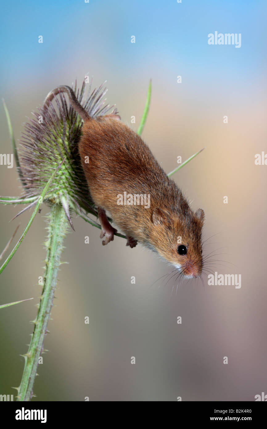 Harvest mouse Micromys minutus Potton Bedfordshire Stock Photo - Alamy