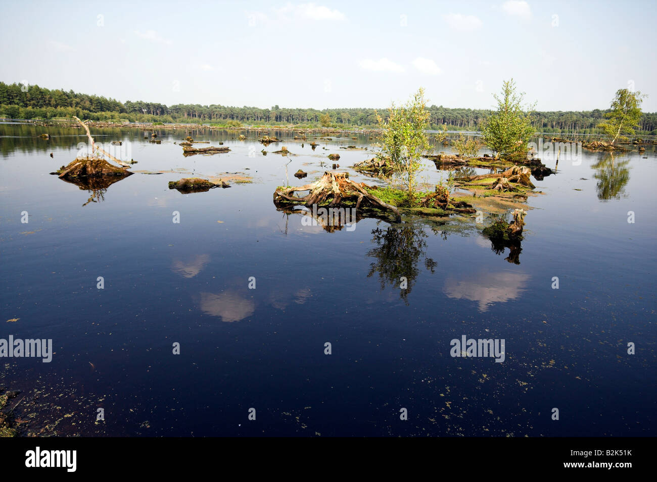 Linmere moss delamere forest hi-res stock photography and images - Alamy
