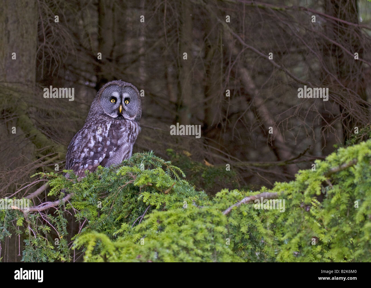 Great grey owl on a fir tree edge of forest Stock Photo - Alamy