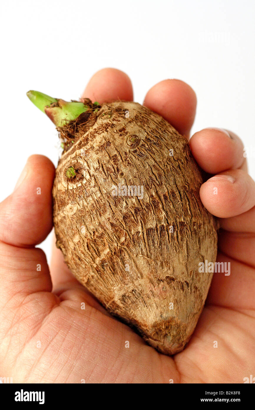 Taro colocasia hi-res stock photography and images - Alamy
