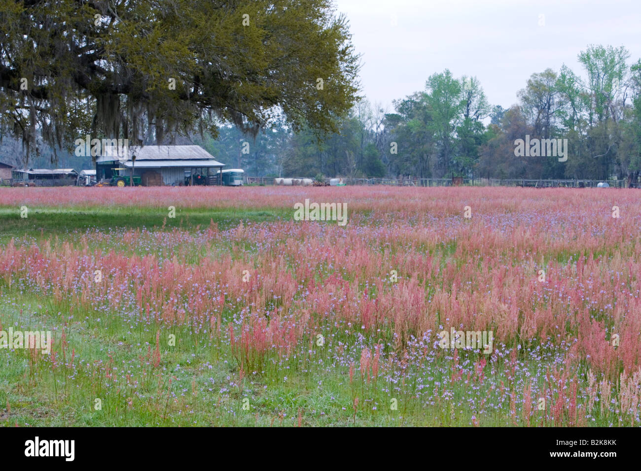 Field of flowers in north central Florida near Guilford Stock Photo - Alamy