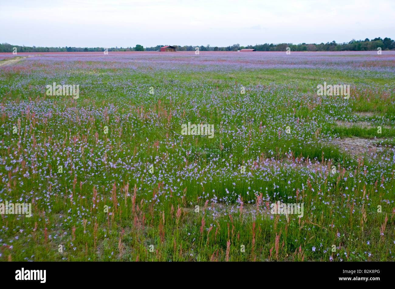 Field of flowers in north central Florida Stock Photo - Alamy