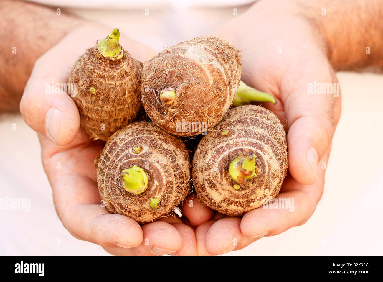 Taro colocasia hi-res stock photography and images - Alamy