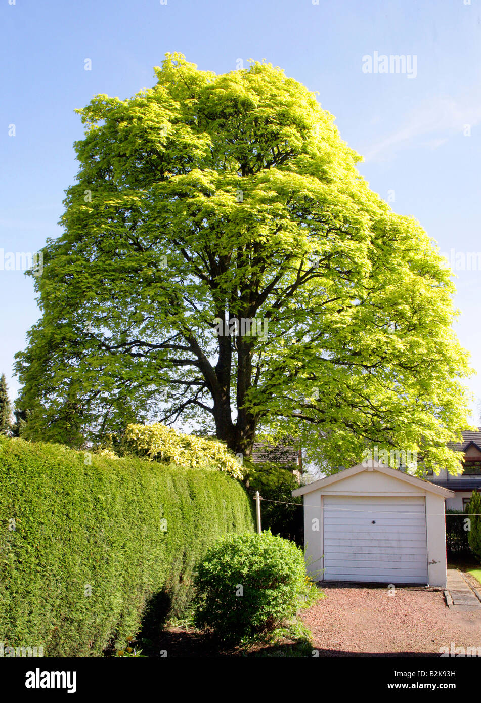 Maple tree hi-res stock photography and images - Alamy